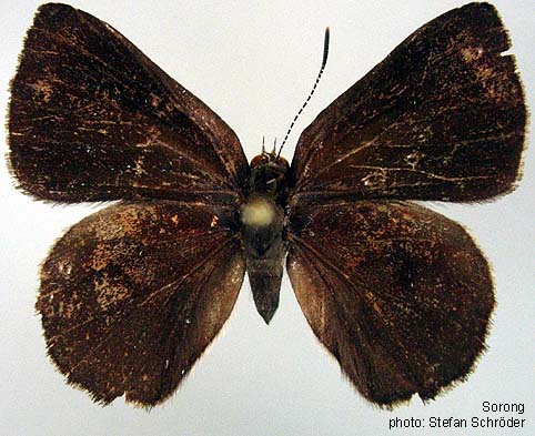 Papua Insects Foundation (Lepidoptera/Lycaenidae/Lycaeninae ...